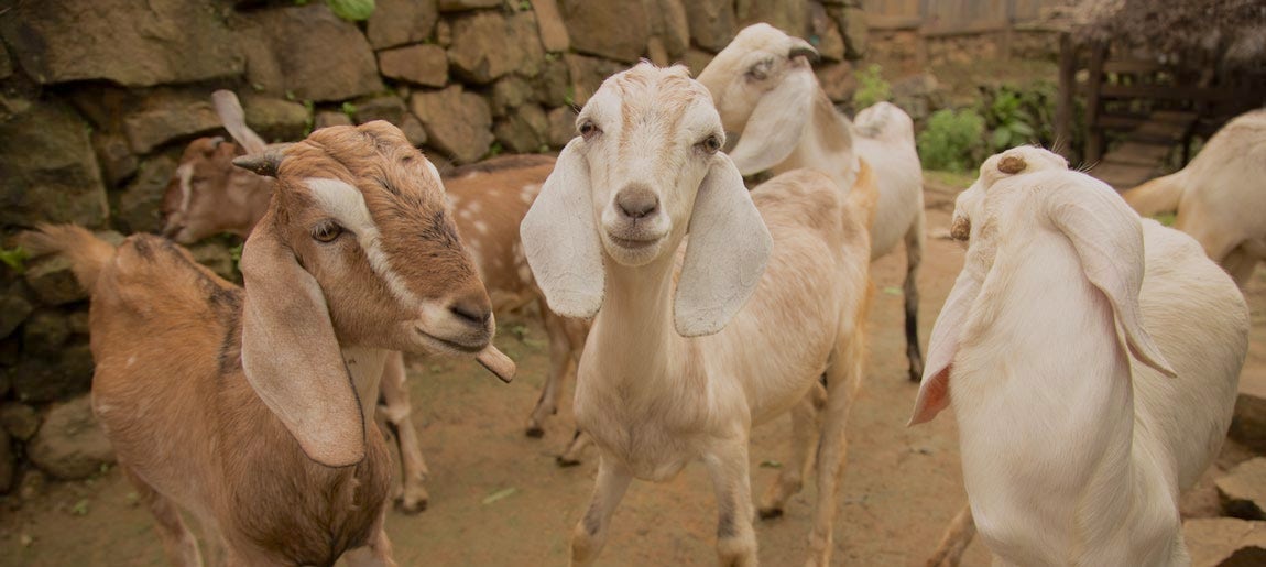How Heifer Really Works | Heifer International How Heifer Really Works | Heifer International